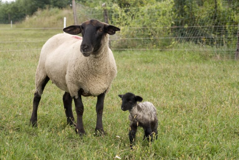 Try Suffolk Sheep for Meat and Wool on the Farm - Countryside